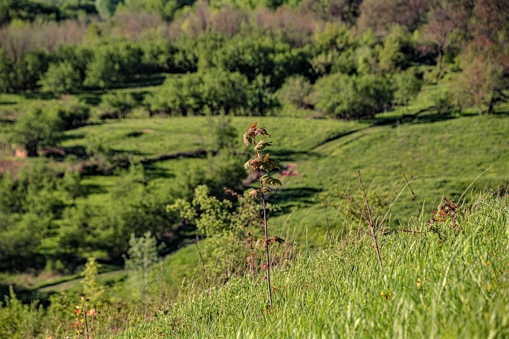 Plantăm fapte bune în România crește suprafața împădurită » Imaginea ...